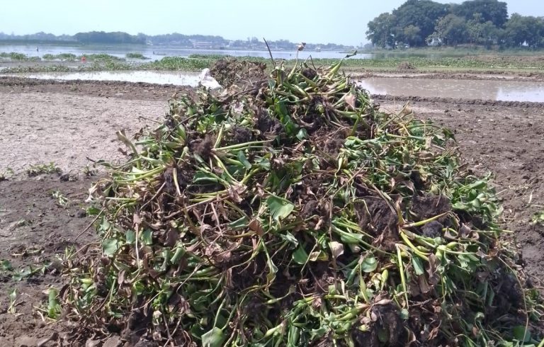 Dari Gulma Jadi Energi: Inovasi Biobriket Eceng Gondok Waduk Cengklik ...